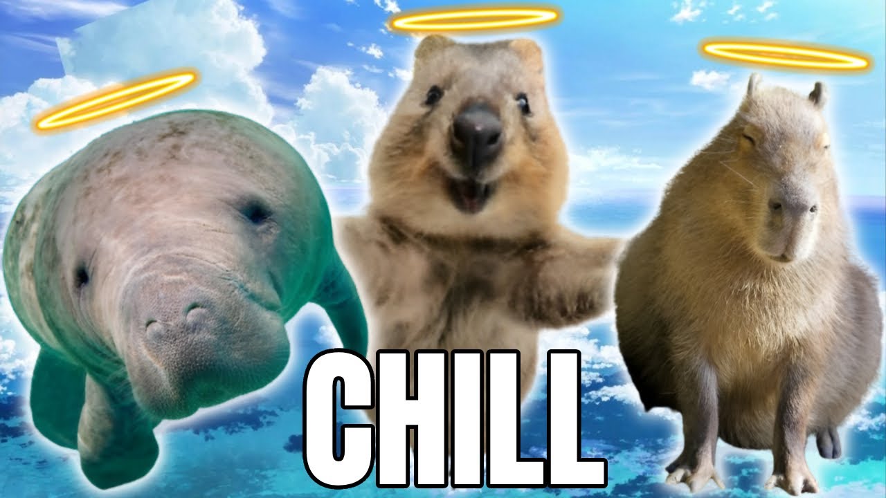The World's Most Chill Animals - YouTube