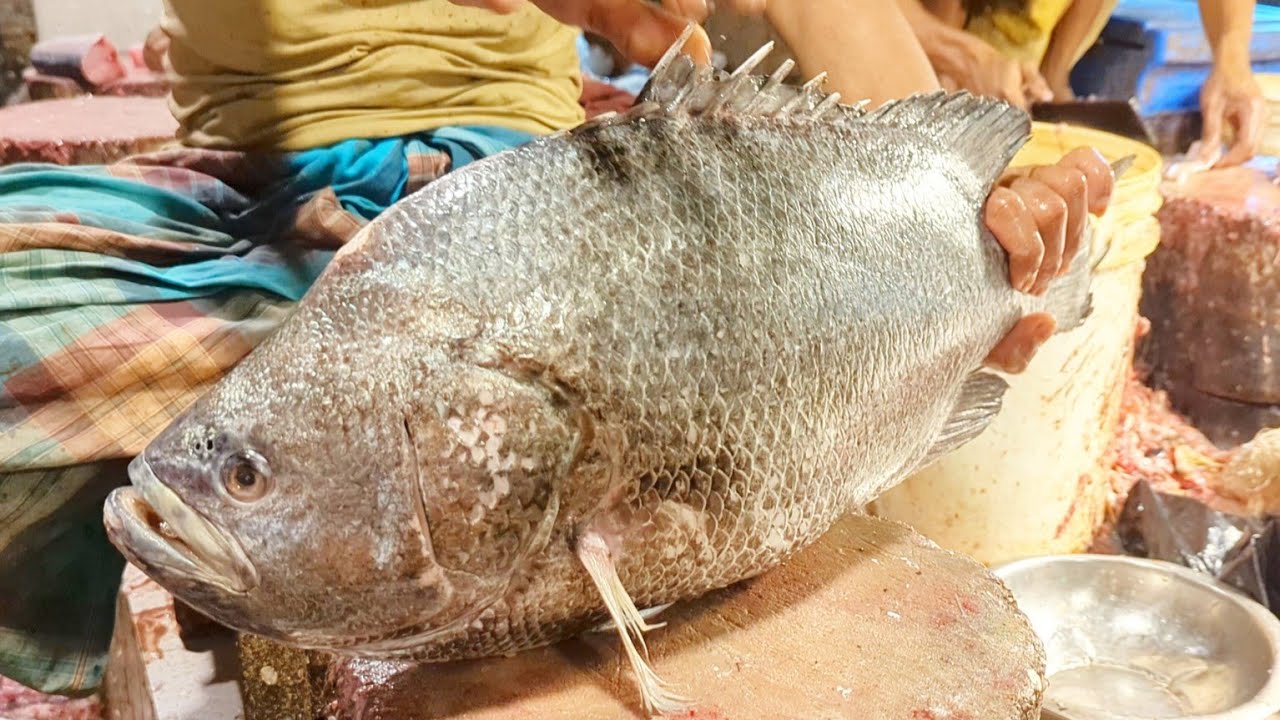 big coral fish cutting in Bangladesh fish market |New coral fish ...