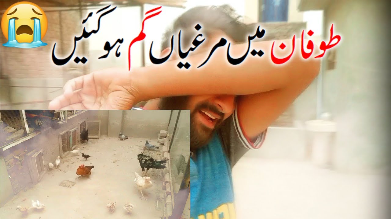 i Am Finding My Chickens in Storm|| Hens Care By shehr main Dihat ️ ...