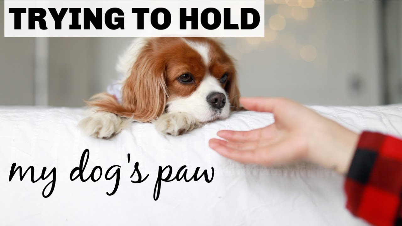 WHAT HAPPENS WHEN I TRY TO HOLD MY DOG S PAWS YouTube what-happens-when-i-try-to-hold-my-dog-s-paws-youtube