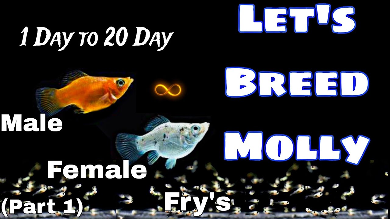 How To Breed Molly Fish.| Molly Breeding.| [Part-1] - YouTube