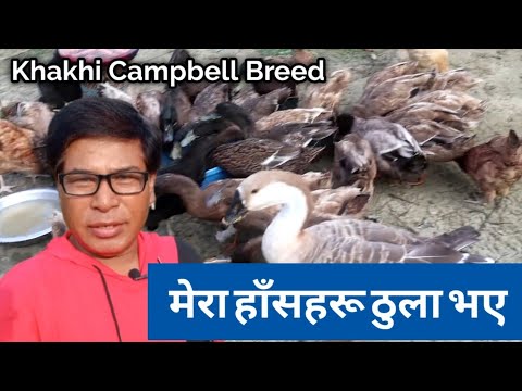 How To Feed The Ducks | Dicks Grains Preparation | Khakhi Campbell ...