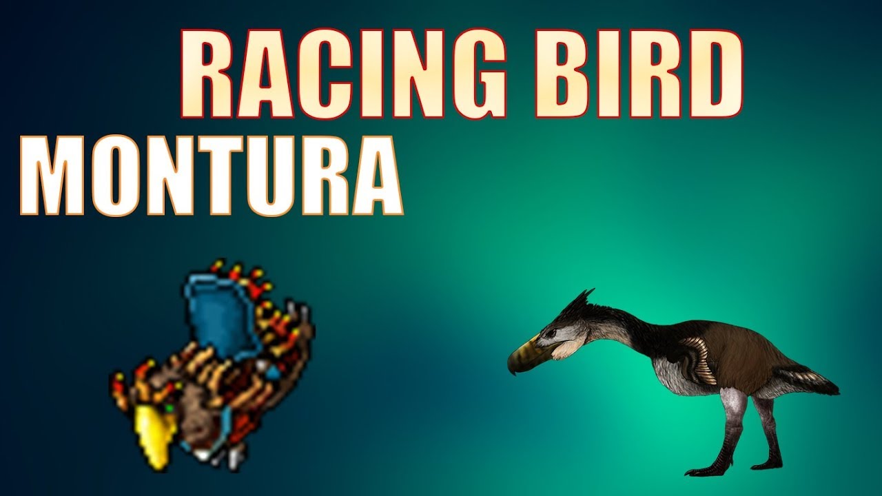 Montura Racing Bird | Tibia - YouTube