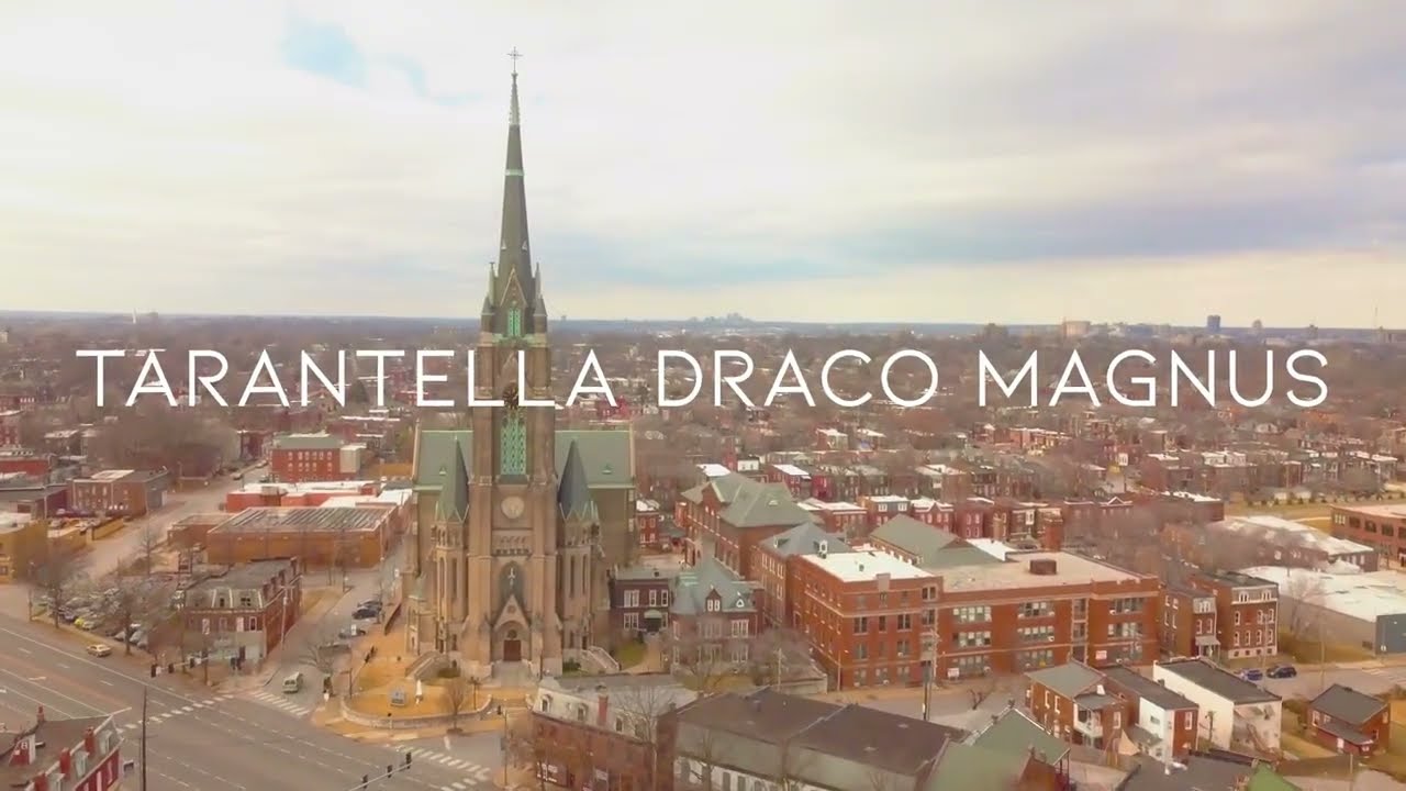 Tarantella Draco Magnus - YouTube