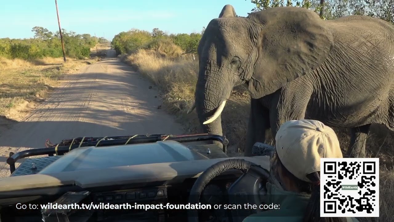 Best Wildlife Videos to Watch Right Now