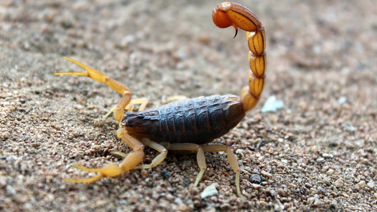 Scorpions | Scary scorpion video | - YouTube