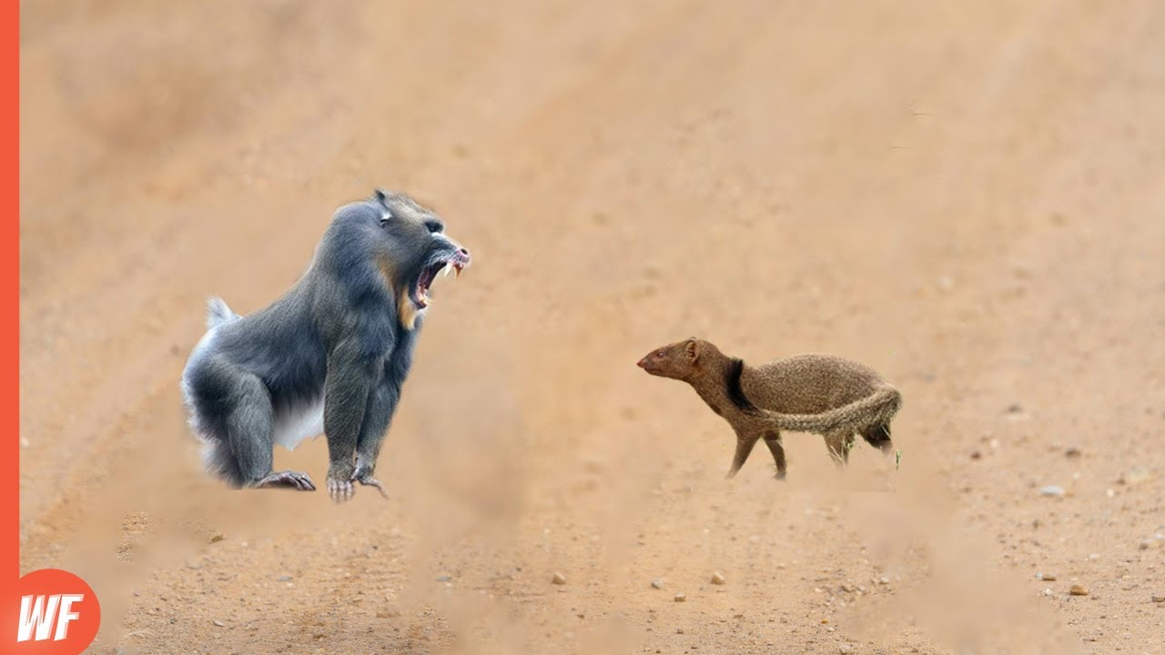 Look How This Monkey Brutally Destroyed Mongoose - YouTube