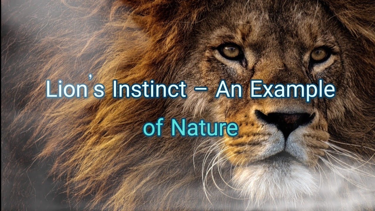 Message of Peace - Lion's Instinct (An Example of Nature) - YouTube