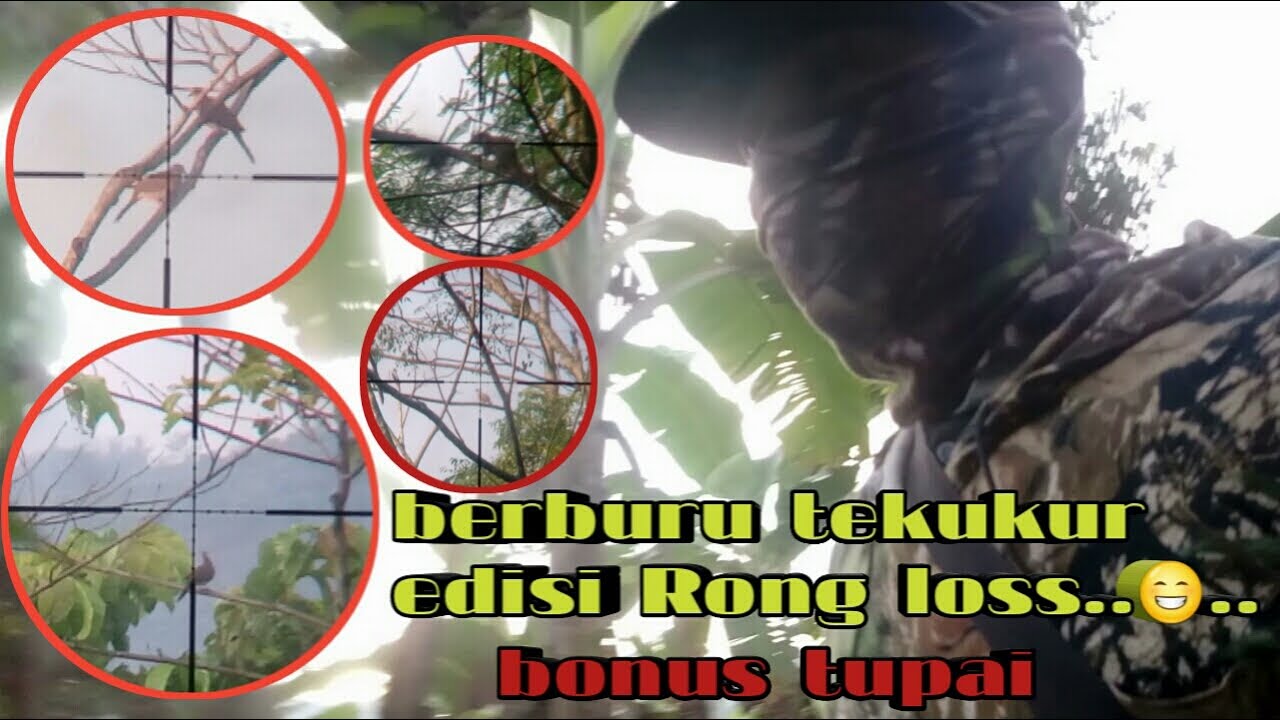 Berburu burung tekukur - dan tupai atau bajing - YouTube