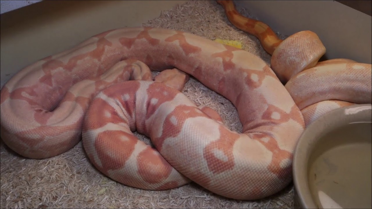 2020 Calico Boa projects - YouTube