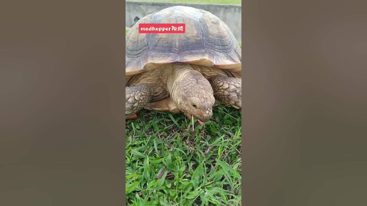 又到了遛龟的时间喇Is tortoise time again#SulcataTortoises #RedfootTortoises #苏卡达陆龟 #红腿陆龟 #KinoHoho - YouTube