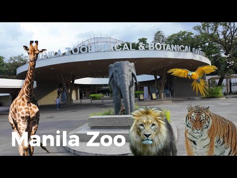 Manila Zoo 4K What to expect when visiting The Famous Zoo in the ...