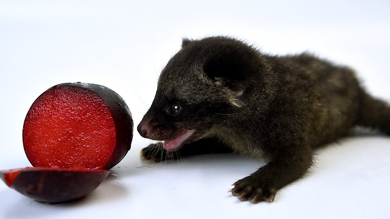 Cute Baby Civet Cat Feeding Porridge & Plums Fruit ASMR, Weasel, Asian ...