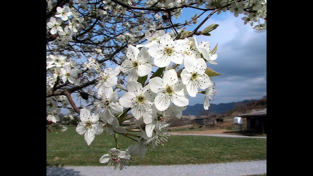 15 Second Science - Invasive Bradford Pear Trees - YouTube