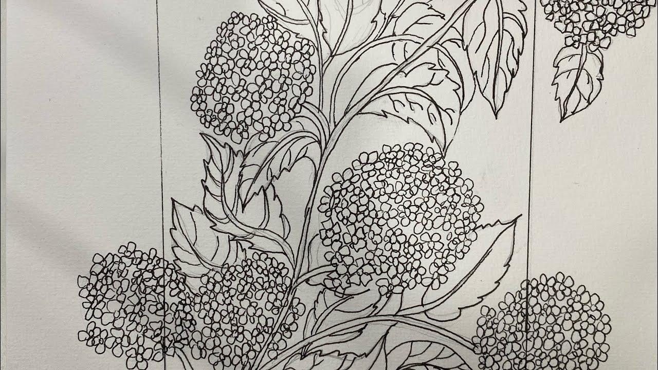 "Elegant Hydrangeas: Pen Sketch Drawing on Arches Paper" - YouTube