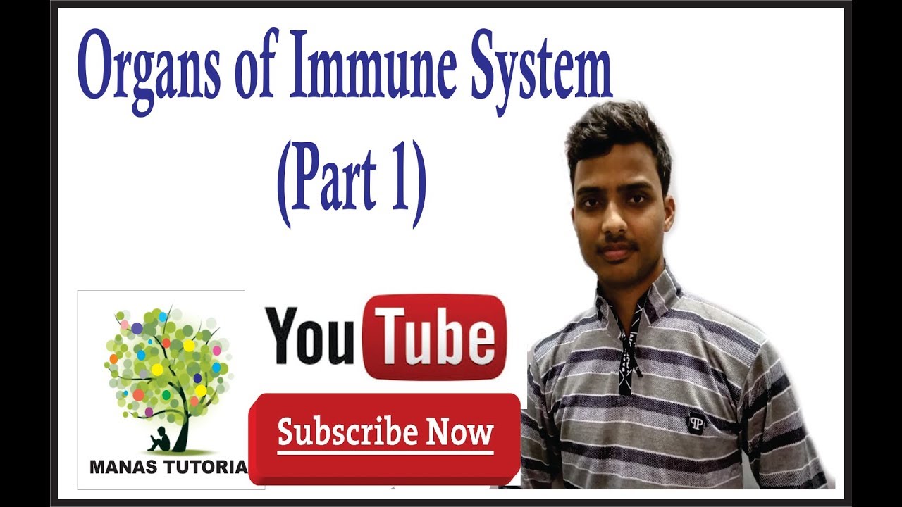 Organs of immune system (part 1)|Cells and Organ of Immune System|Manas ...