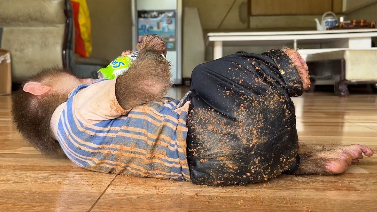 Super funny! Smart monkey Max accidentally makes a mess in the house ...