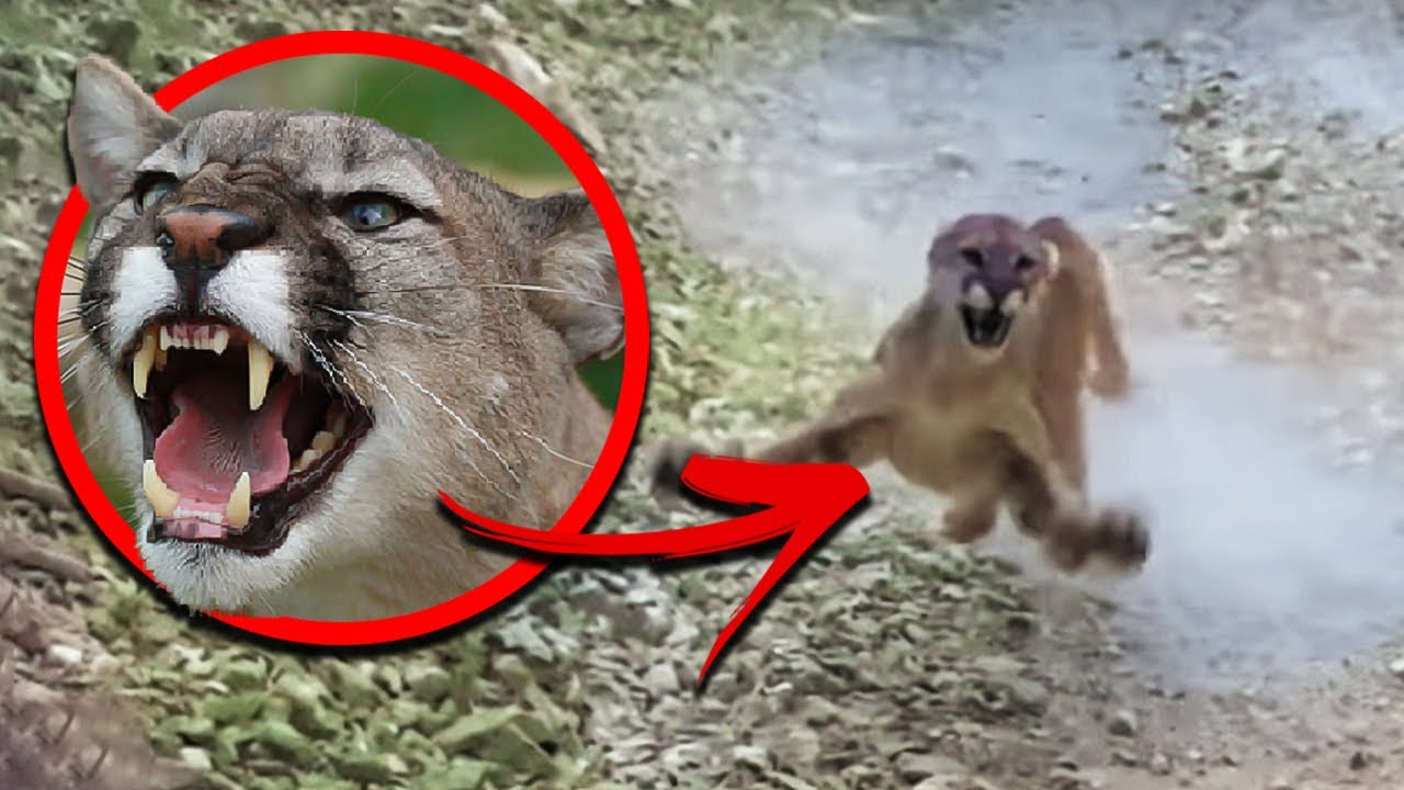 Surviving the Most Terrifying Animal Encounters: A Hair-Raising ...