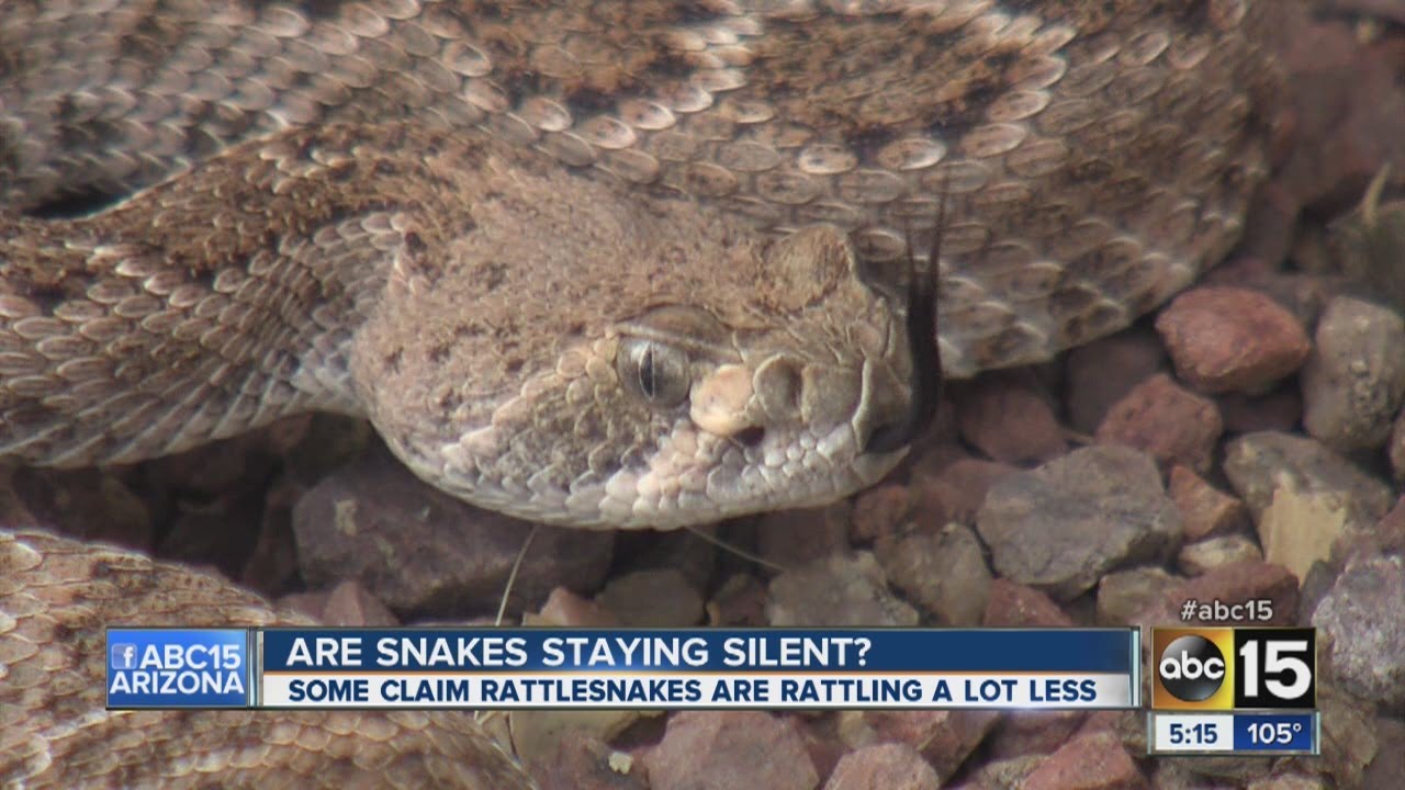 Are snakes staying silent? - YouTube