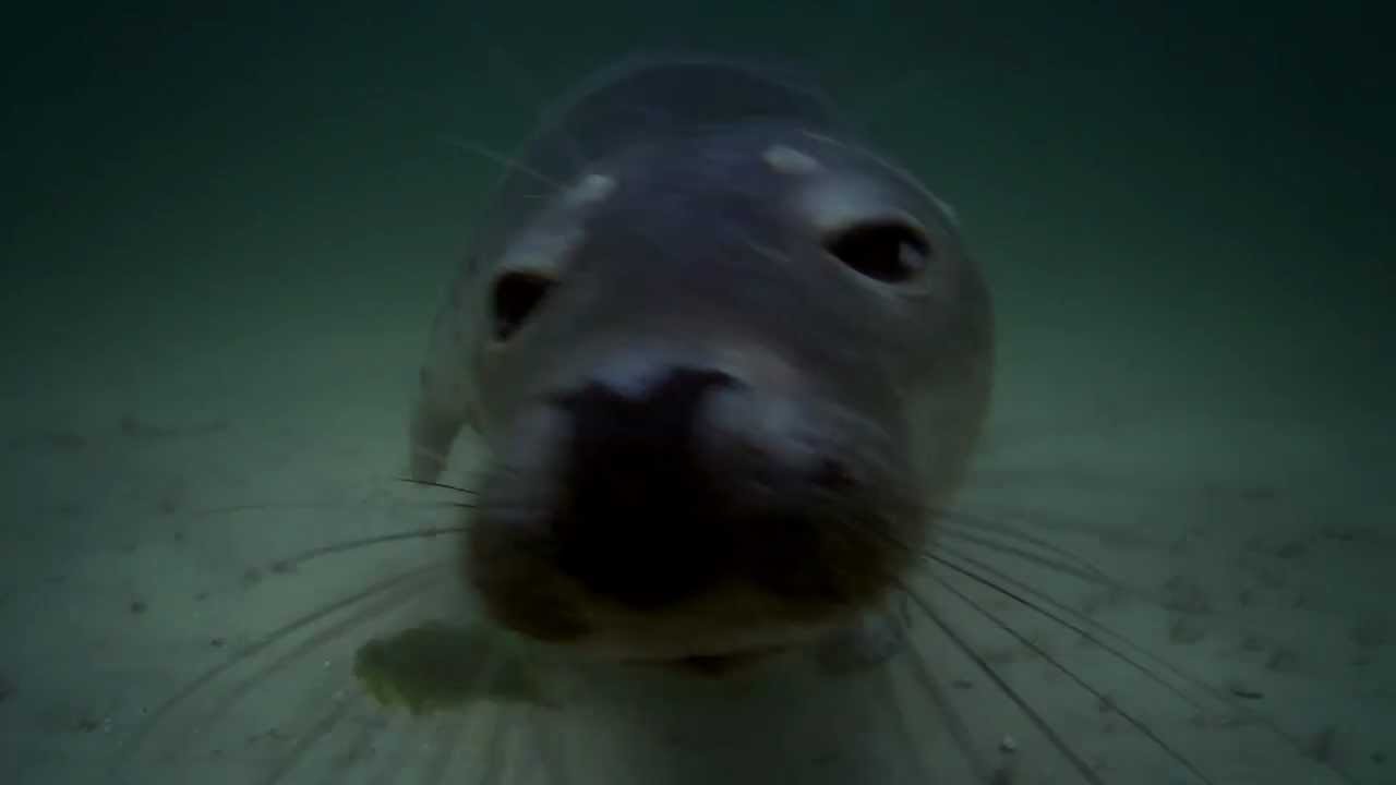 Die Nordsee - Unser Meer Clip "Die Robbe und das Mädchen" - YouTube