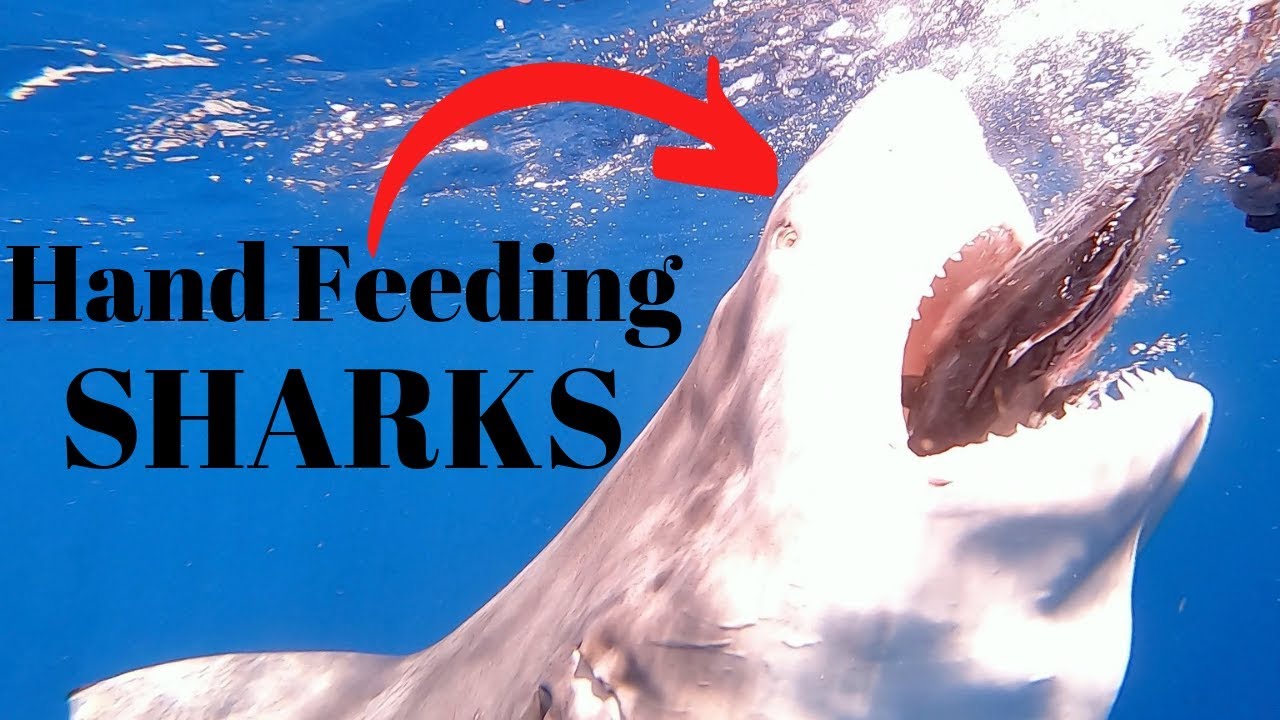 Hand Feeding Massive Bull Sharks! - YouTube