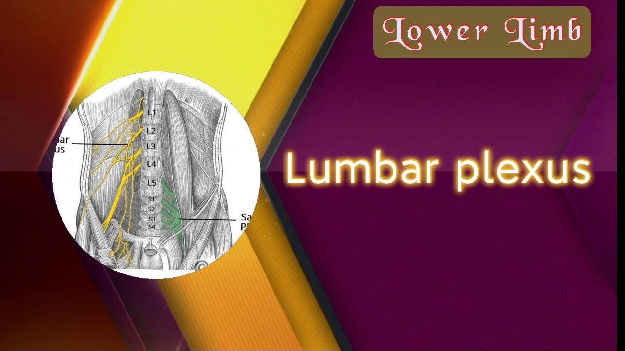 06 || Lower Limb || Lumbar plexus & Femoral nerve - YouTube