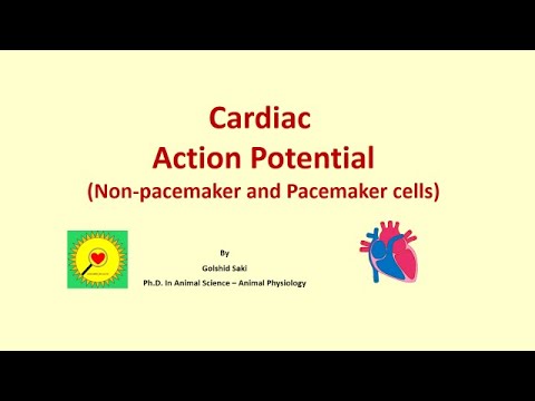 Cardiac action potential in non-pacemaker and pacemaker cells - YouTube