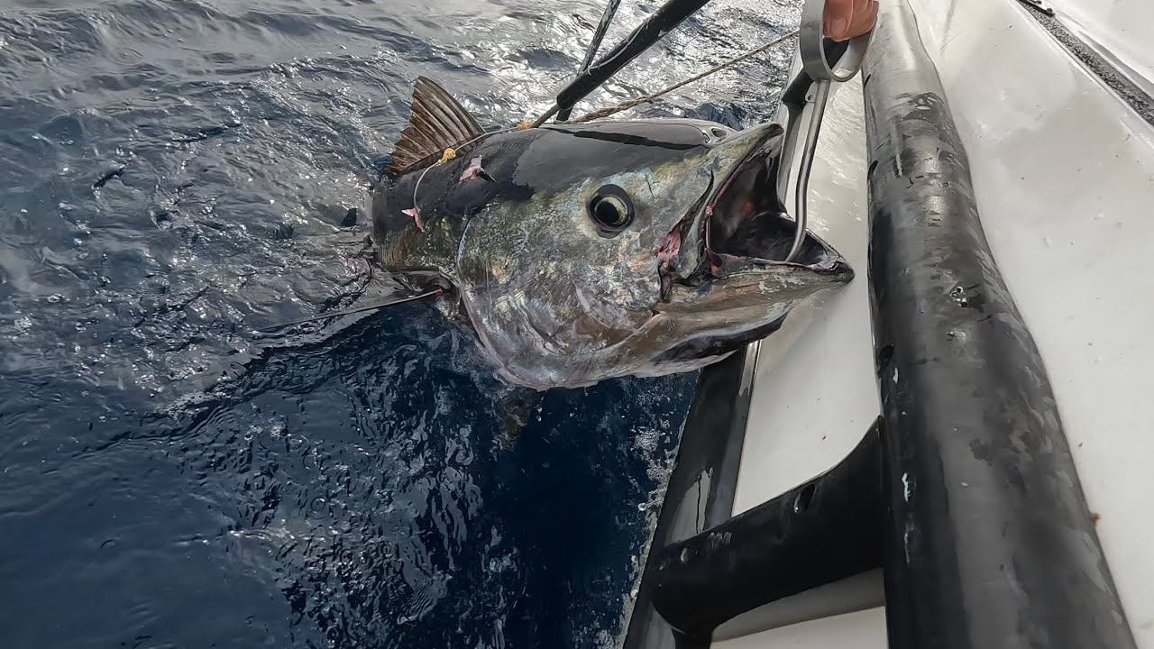 HUNTING GIANT BLUEFIN TUNA!!! - YouTube