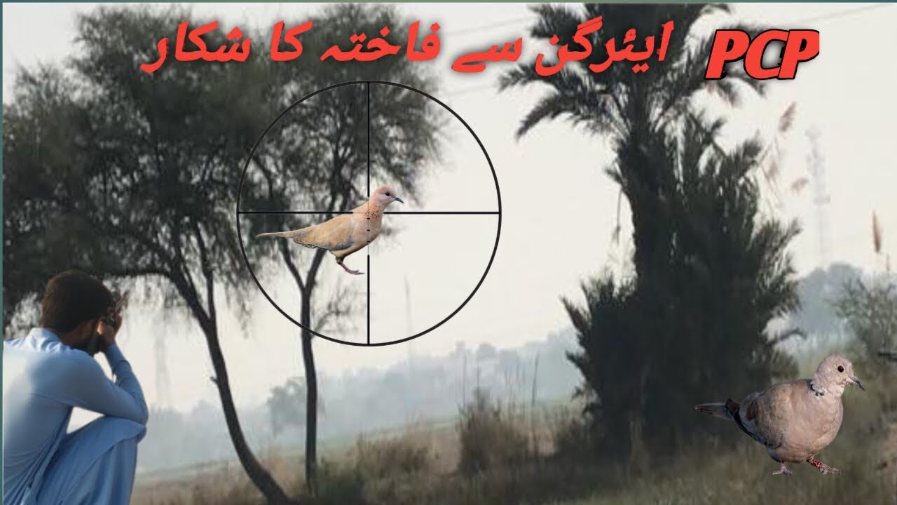 Dove hunting in desert Pakistan ️🌵 dove hunting in Pakistan season 2024 ...