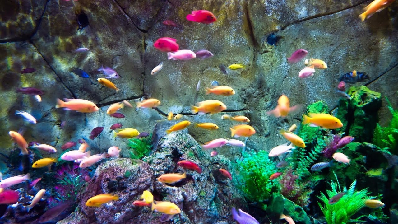 FISH SOUND| RELAXING coral reef sound|STRESS FREE | under the Sea ...