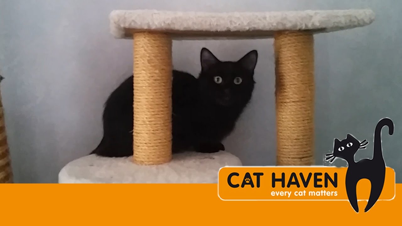 Gentle and sweet - Sonja - Cat Haven WA foster cat - YouTube