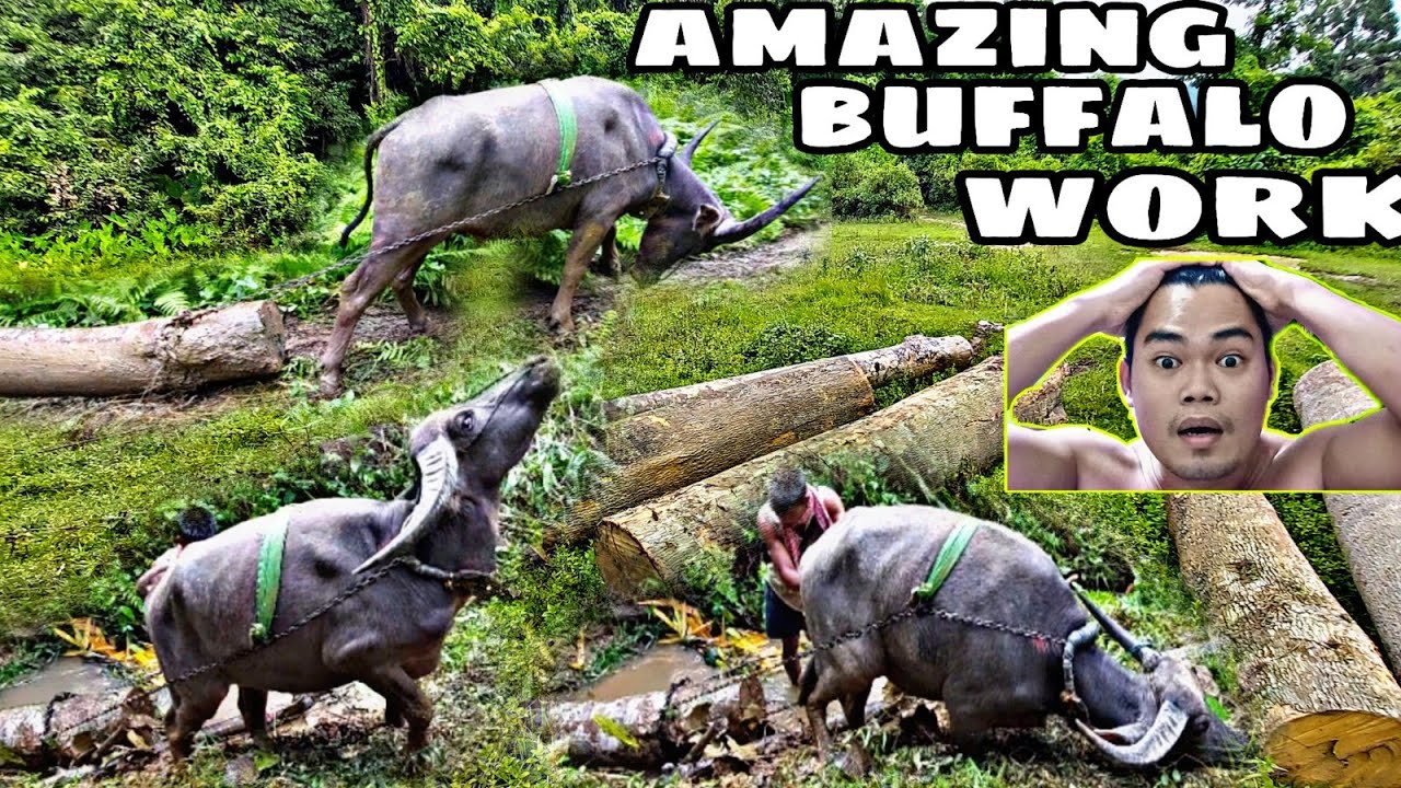 Strong buffalo pulling logs😱 Amazing buffalo working in nagaland. - YouTube