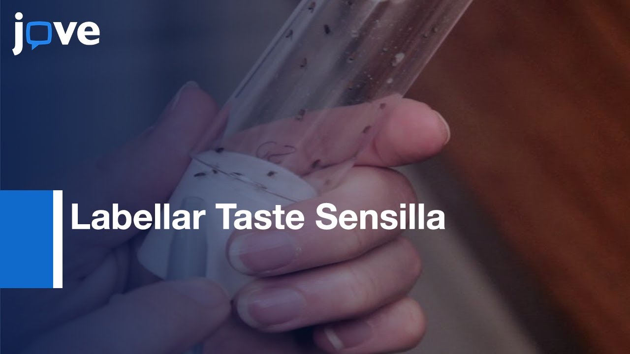 Labellar Taste Sensilla Electrophysiological Recording | Protocol ...