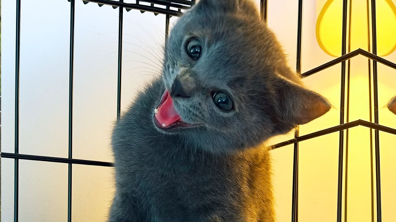 Terrified Stray Kitten Turns Into A Goofy, Loving Pet. - YouTube