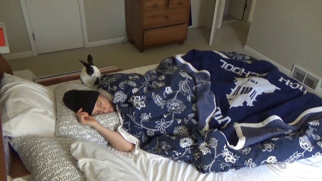 Rabbit wakes up owner by running across her face! - YouTube