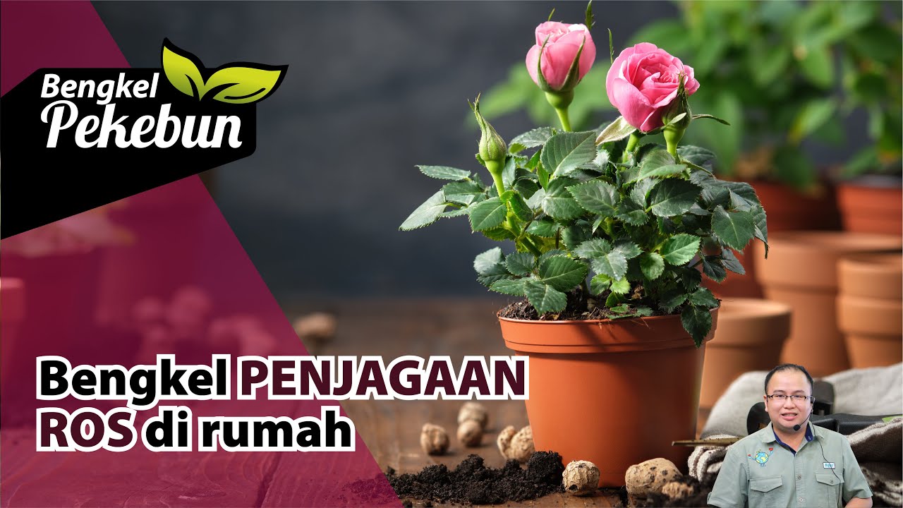 Bengkel penjagaan Ros di rumah! | Cara tanam & jaga Bunga Ros dari ...