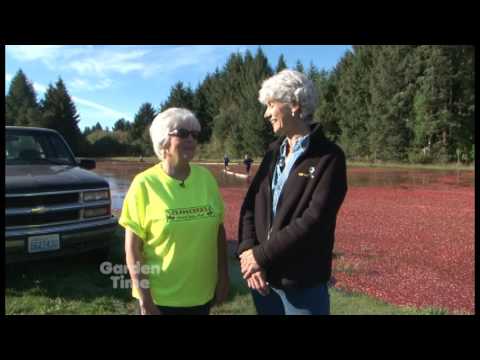Cranberry Harvest and Festival - YouTube