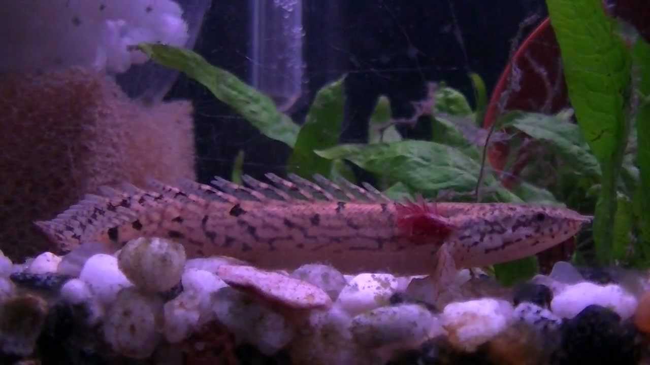 Delhezi Bichir (Polypterus Delhezi) - (September 27, 2012) - YouTube