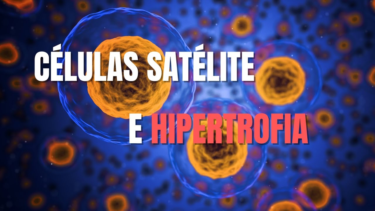 ¿Qué son las CÉLULAS SATÉLITE? 🤔 ¿Qué relación tienen las CÉLULAS ...