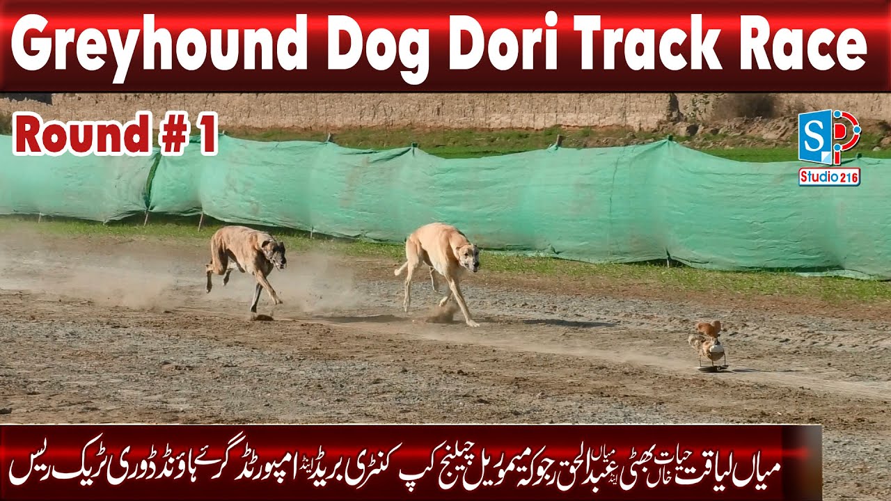 Greyhound Race | Dori Track Race Round 1 | Rajoka Coursing Club Fsd # ...