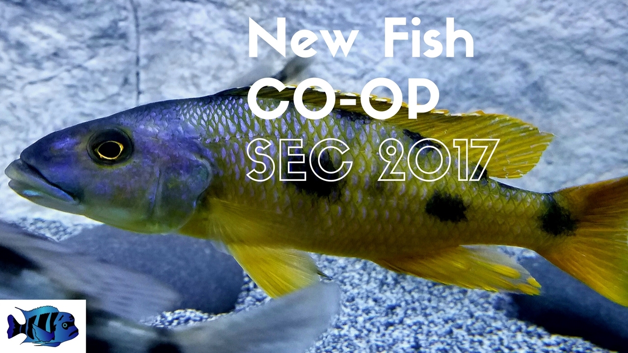 New Fish | CO-OP - YouTube