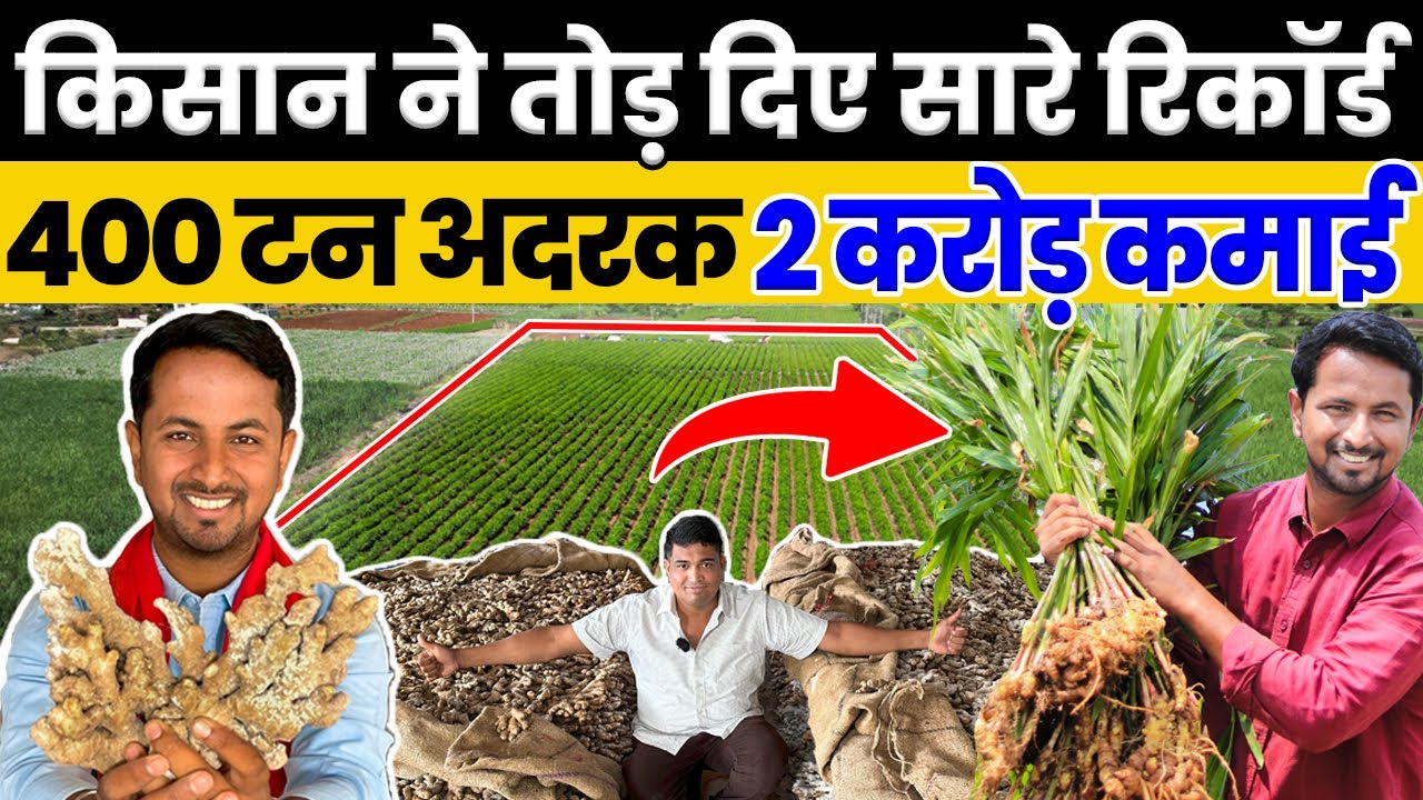 22 एकड़ Ginger Farming मैं बंपर कमाई💯💰एक एकड़ में होगा इतना Profit💰 ...