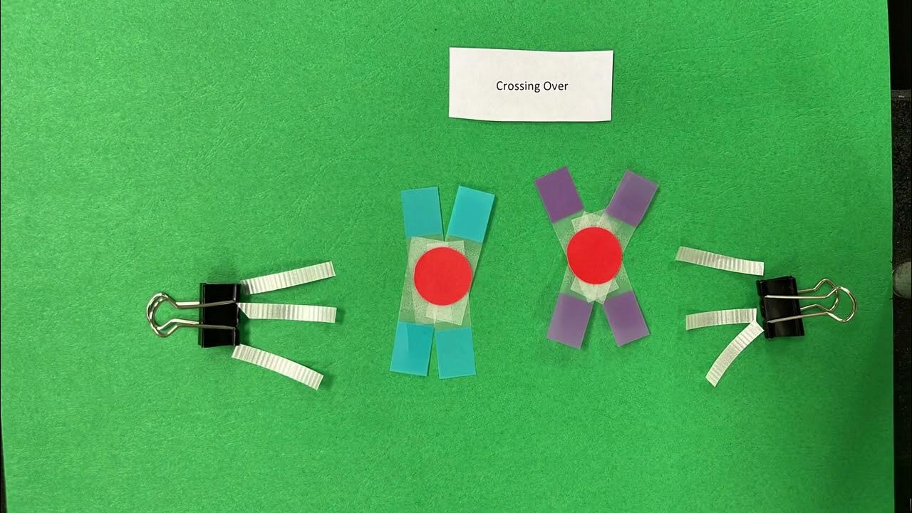 Meiosis Stop Motion - YouTube
