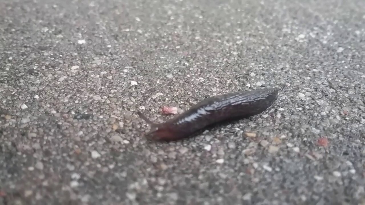 Forty straight seconds of a slug. - YouTube