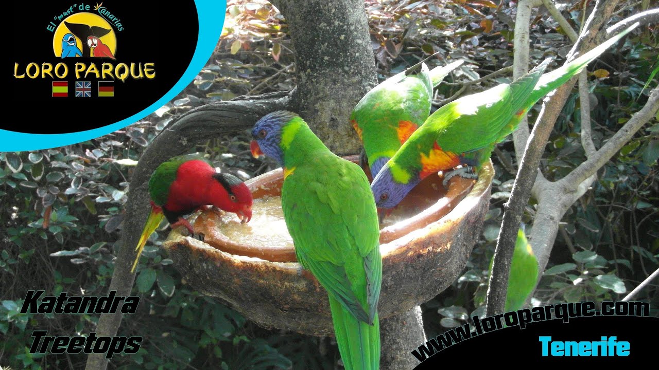 Loro Parque - Katandra Treetops. Tenerife (2013) - YouTube