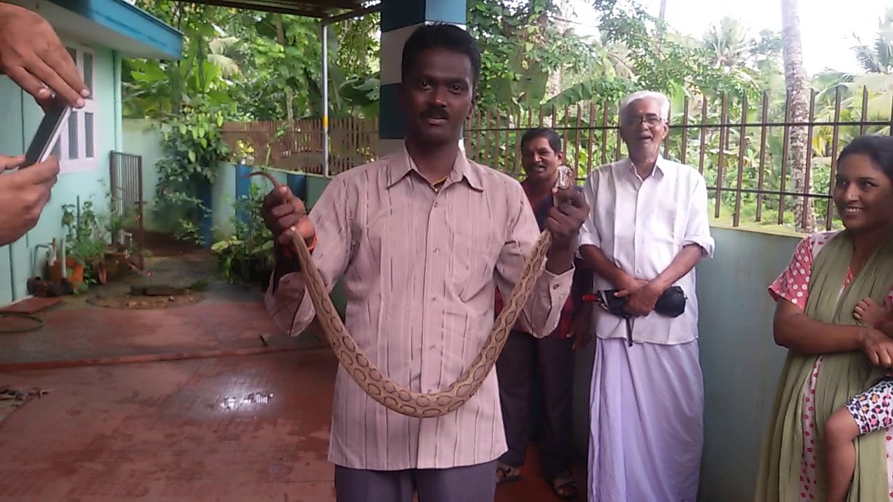 Vava Suresh drinking viper venom rare video - YouTube