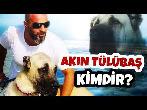 AKIN TÜLÜBAŞ KİMDİR? Hakkında bütün herşey bu videoda! (EURO KANGAL VİDEOLARI)