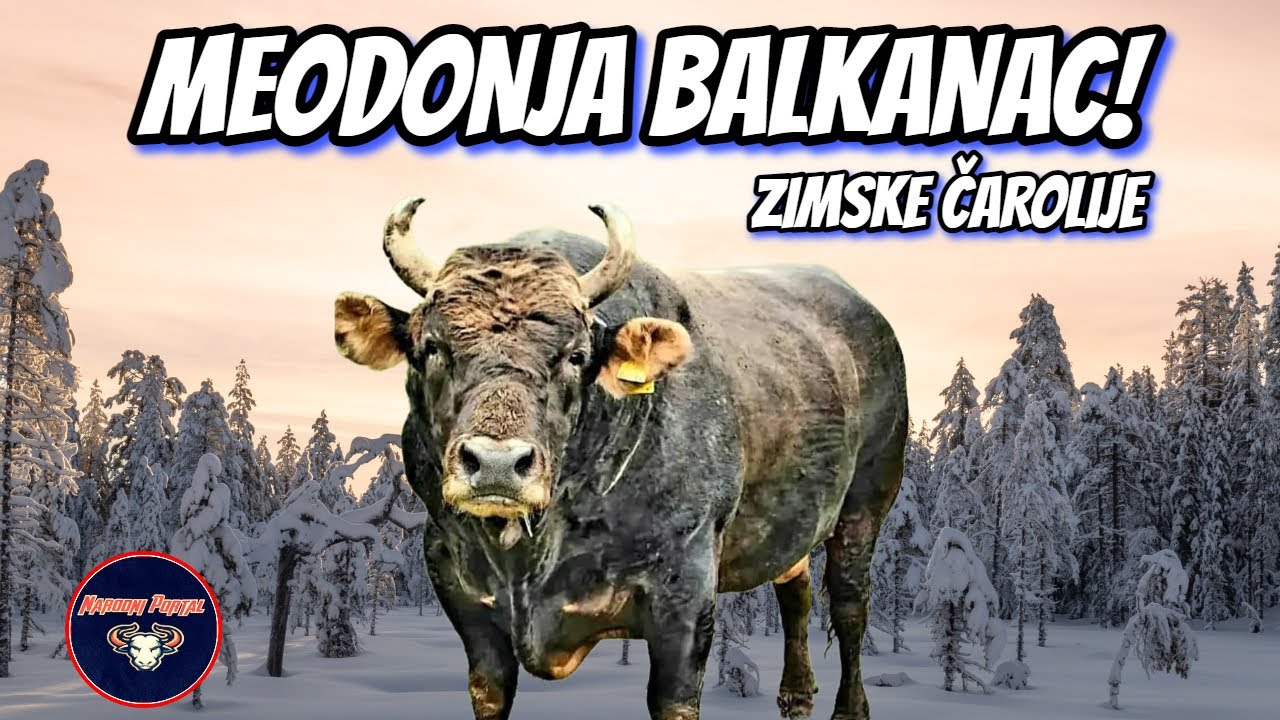 Balkanac Medonja - YouTube