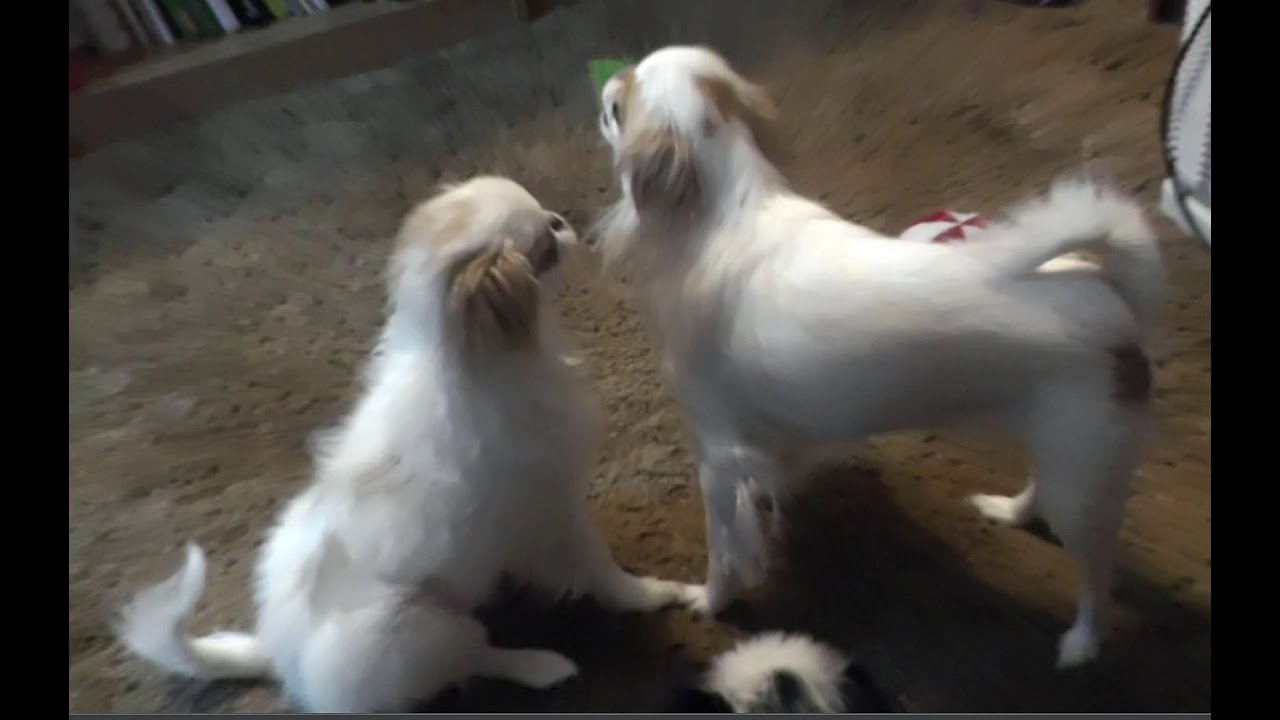 Japanese Chin puppies rough housing - HD - YouTube