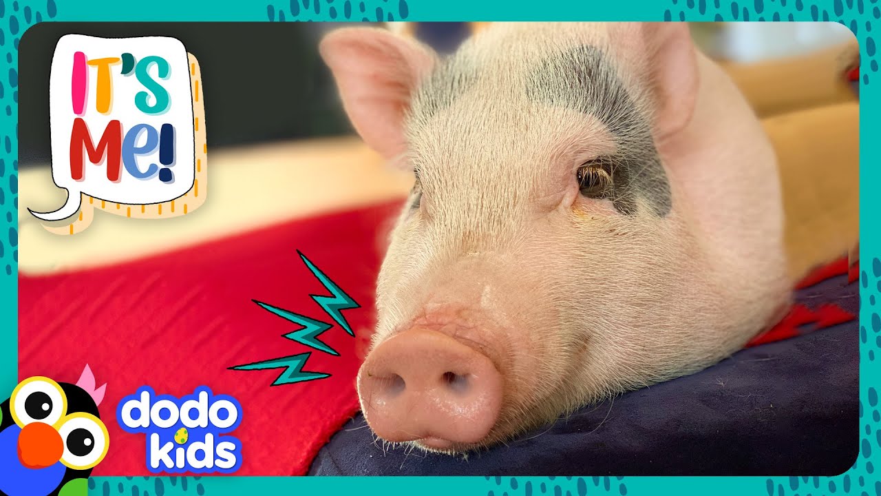 This Pig Has To Act Like A Dog OR ELSE! | Dodo Kids | It’s Me! - YouTube